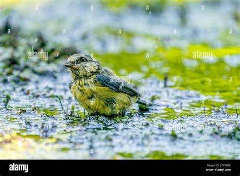 Great Tit Splashed Water While Swimming In The Water Of A Birds