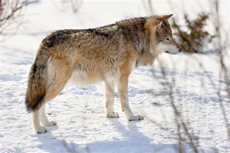 The 10 Largest Wolves In The World Biggest Wolf On Record