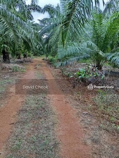 Worth Deal Exisitng Palm Oil Jimah Port Dickson316 Acre