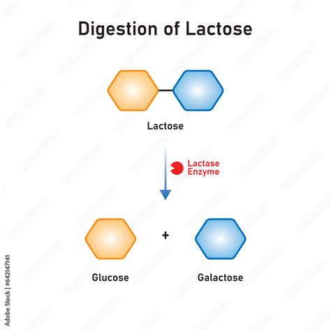 Lactose Molecule Digestion By Lactase Enzyme Concept Design Vector