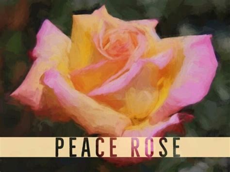 How The Peace Rose Survived Ww Ii A True Story Of Courage And Grit