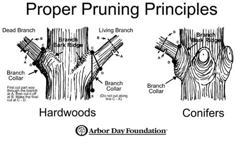 Pruning Deciduous Trees And Shrubs