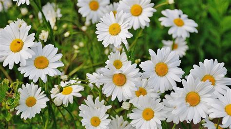 Spring Daisy Flower Wallpaper 51 Images