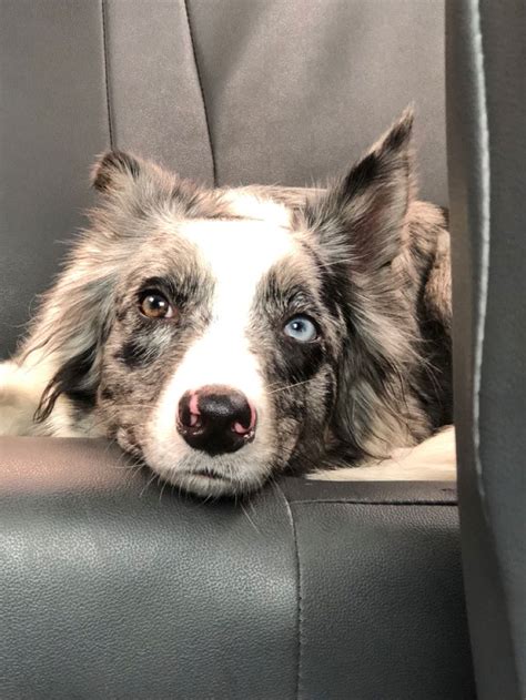 Dory Border Collie On Instagram