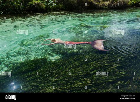 Mermaid Floating On Her Stomach Above Eel Grass In A Wachee River In Weeki Wachee Springs