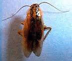 Insects Of Alberta Other Insects