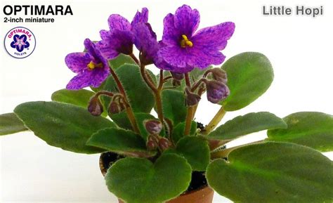 Optimara Little Hopi Ii African Violet