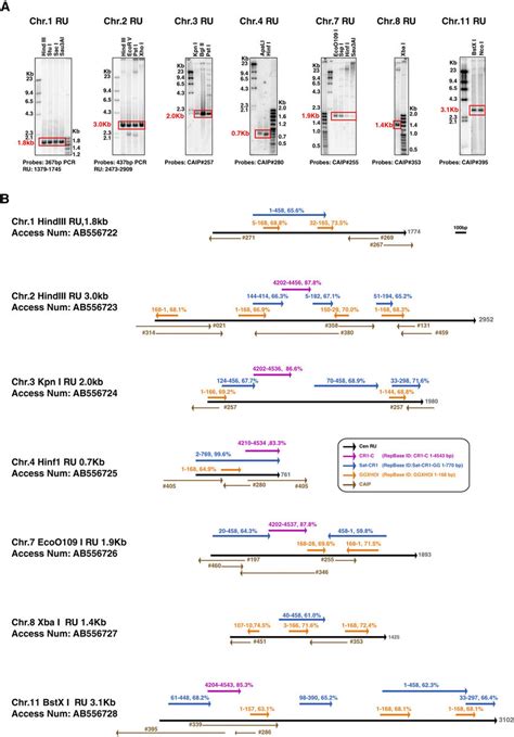 Dna Sequence Of Centromere Of Each Macro Chromosome Is Specific A Download Scientific