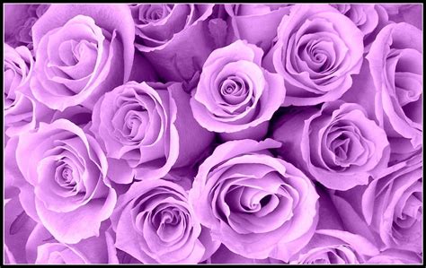 Purple Roses Wallpaper Hd