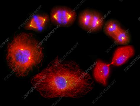 Mitosis And Cytokinesis Light Micrograph Stock Image C0604387