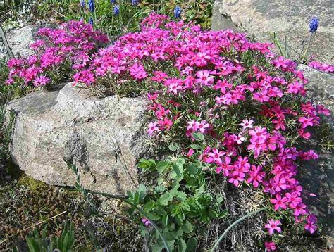Moss Phlox Scarlet Flame Creeping Phlox Scarlet Flame Phlox