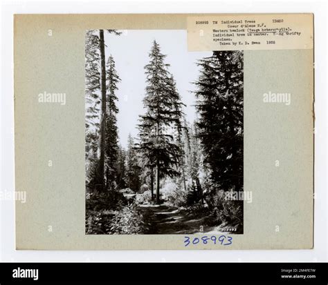 Tree Identification Hemlock Western Photographs Relating To National Forests Resource