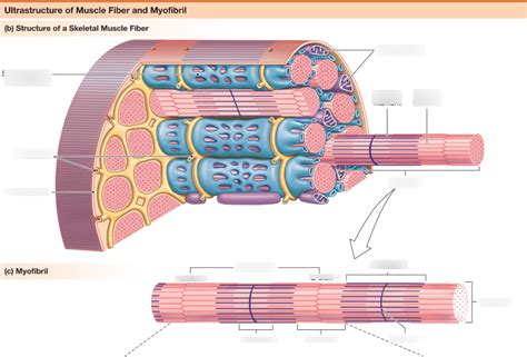 Figure 123c Structure Of Muscle Fiber And Myofibril Diagram Quizlet