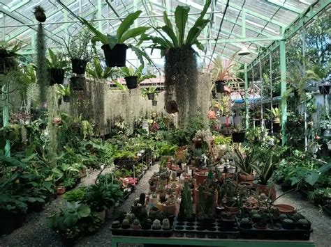 The Cacti And Planti Plant Shop And Café Kampot Cambodia