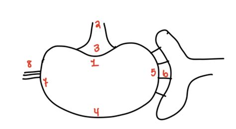 Female Sex Organs New Flashcards Quizlet Female Sex Organs New Flashcards Quizlet