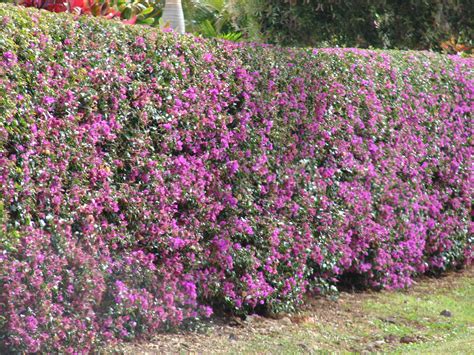 Bougainvillea Hedge Bougainvillea Plant History Hedge And Bonsai All