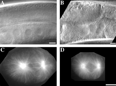 Positional Cloning Of The Cyk 4 Locus A A Schematic Of Lgiii Showing Download Scientific