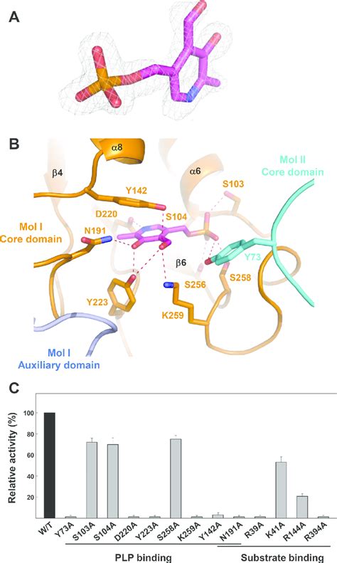 Plp Binding Mode Of Cgaspat A Electron Density Map Of The Bound Plp