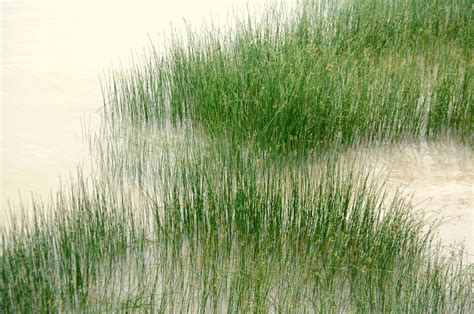 What Are Wetland Plants At Inez Bennett Blog
