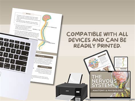 Nervous System Nursing Notes Anatomy And Physiology Pdf Download Etsy