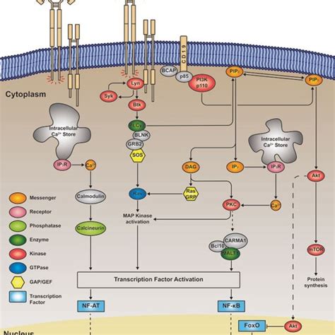 An Alignment Of The Cytoplasmic Tails Of Migs Shown Are Alignments Of