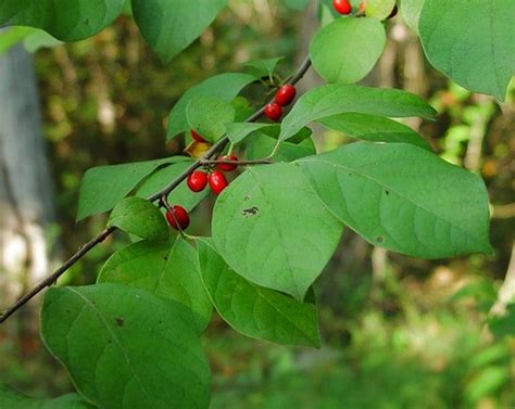 Shrub And Tree Quiz Pictures Flashcards Quizlet