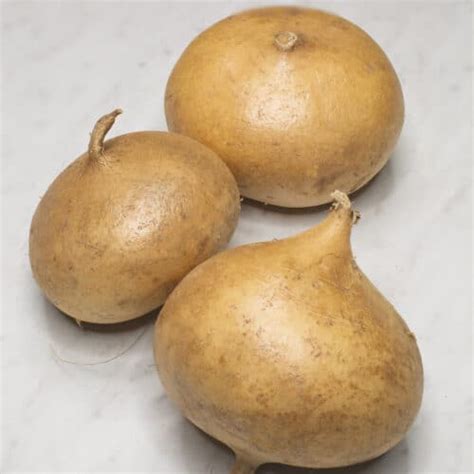 Meaning Jicama In Arabic At Thelma Guerrero Blog