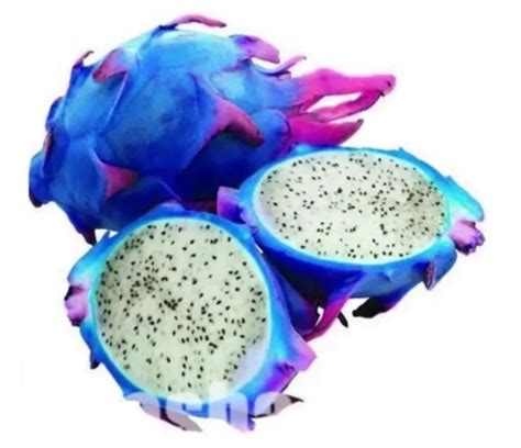 Blue Dragon Fruit Plant Care Tips And Growing Guide 2024 Gardenings Core