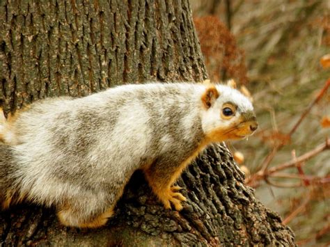 Piebald Squirrel
