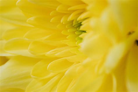 Yellow Design Wallpapers Top Free Yellow Design Backgrounds