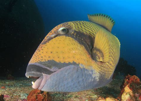 Marine Species Titan Triggerfish • Scuba Diver Life