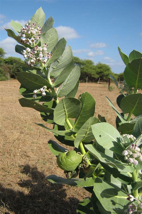 Calotropis Procera Aiton Wtaiton Colombian Plants Made Accessible