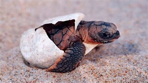 Sea Turtle Egg Pictures At Evelyn Council Blog