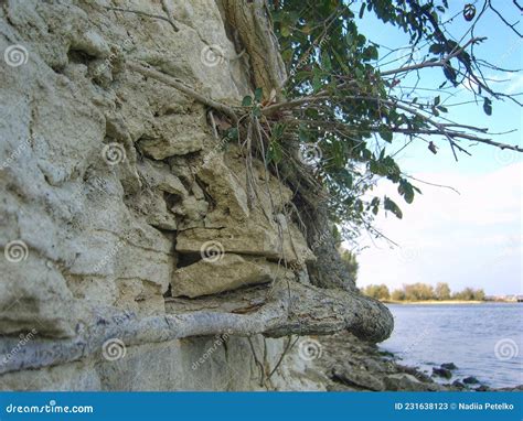 The Roots Of The Trees Are Breaking The Rock Stock Image Image Of Leaf Landscape