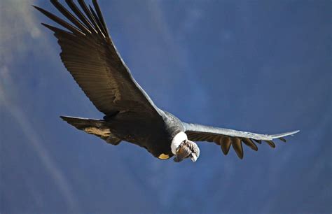 Andes Condor Vultur Gryphus