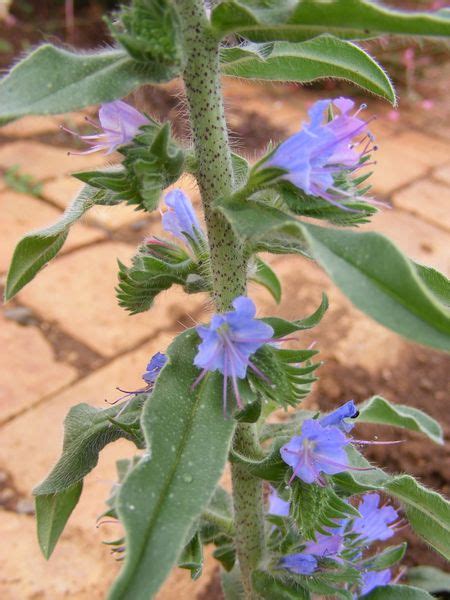 Vipers Buglos Echium Vulgare