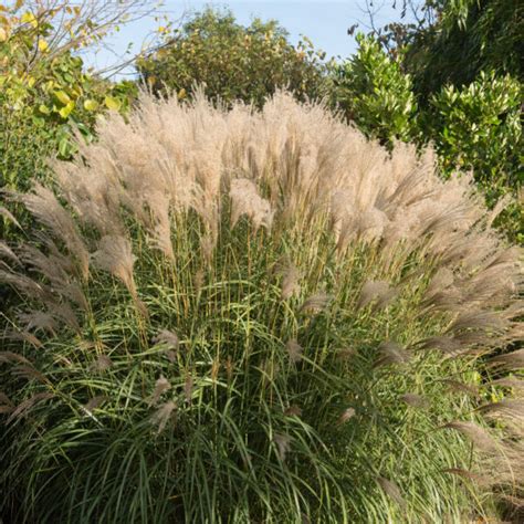Miscanthus Sinensis Ruby Cute