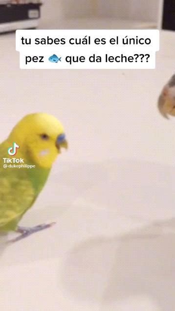 Lorito Chulo Two Cute Parakeets