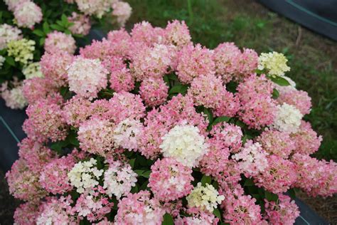 Fire Light Tidbit® Panicle Hydrangea Hydrangea Paniculata Proven Winners