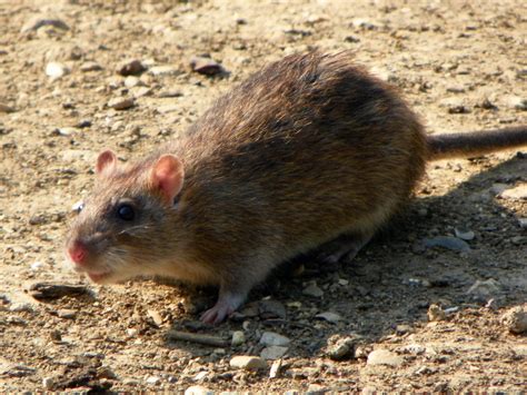 50 Types Of Wild Rodents Pictures And Identification