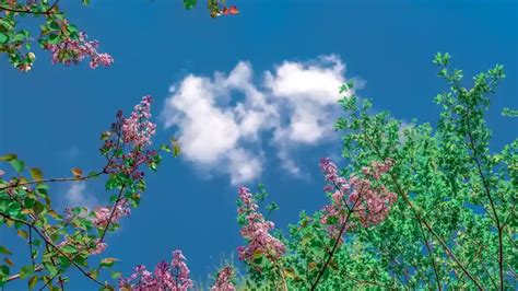 4k春花壁纸|春日繁花背景图片 清新「哲风壁纸」 4k春花壁纸|春日繁花背景图片 清新「哲风壁纸」