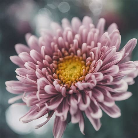 Ai Dihasilkan Bunga Krisan Gambar Gratis Di Pixabay Pixabay