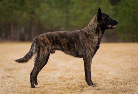Dutch Shepherd Mix Malinois