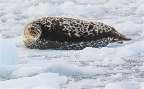 Nature And Wildlife In Svalbard Learn More About Arctic Wildlife