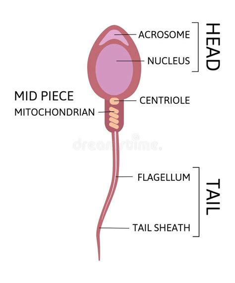 Structure Of A Sperm Cell Stock Vector Illustration Of Health 43980330