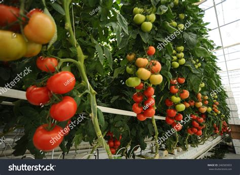 Vertical Hydroponics Tomato