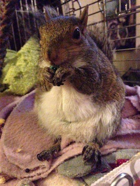 Abby Squirrel Squirrel Small Pets Animals