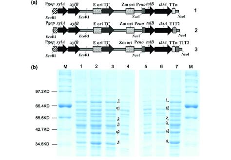The Foreign Gene Expression Cassette And Sds Page Analysis Of Foreign