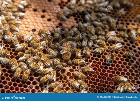 Open Hive Showing The Bees Swarming On A Honeycomb And Big Cell With