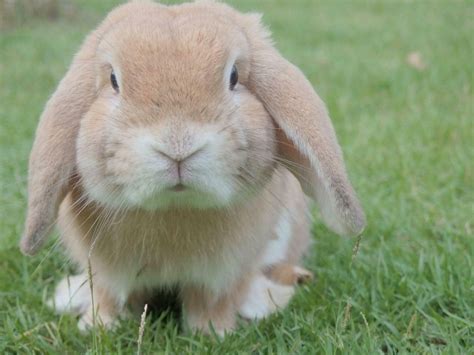 Beautiful Bunnies 30 Best And Cutest Rabbit Breeds To Keep As Pets